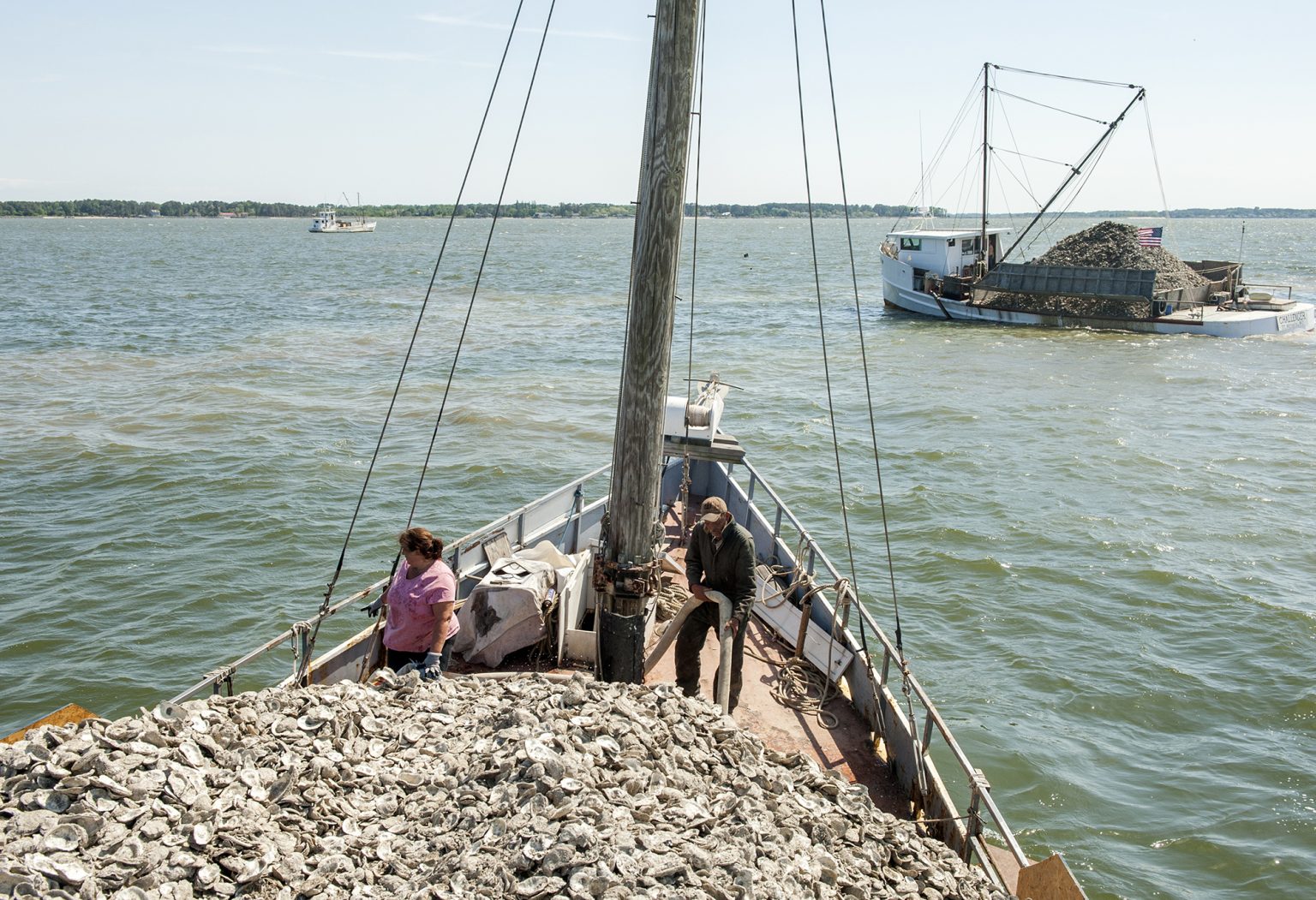 Oyster Restoration - Oyster Recovery Partnership
