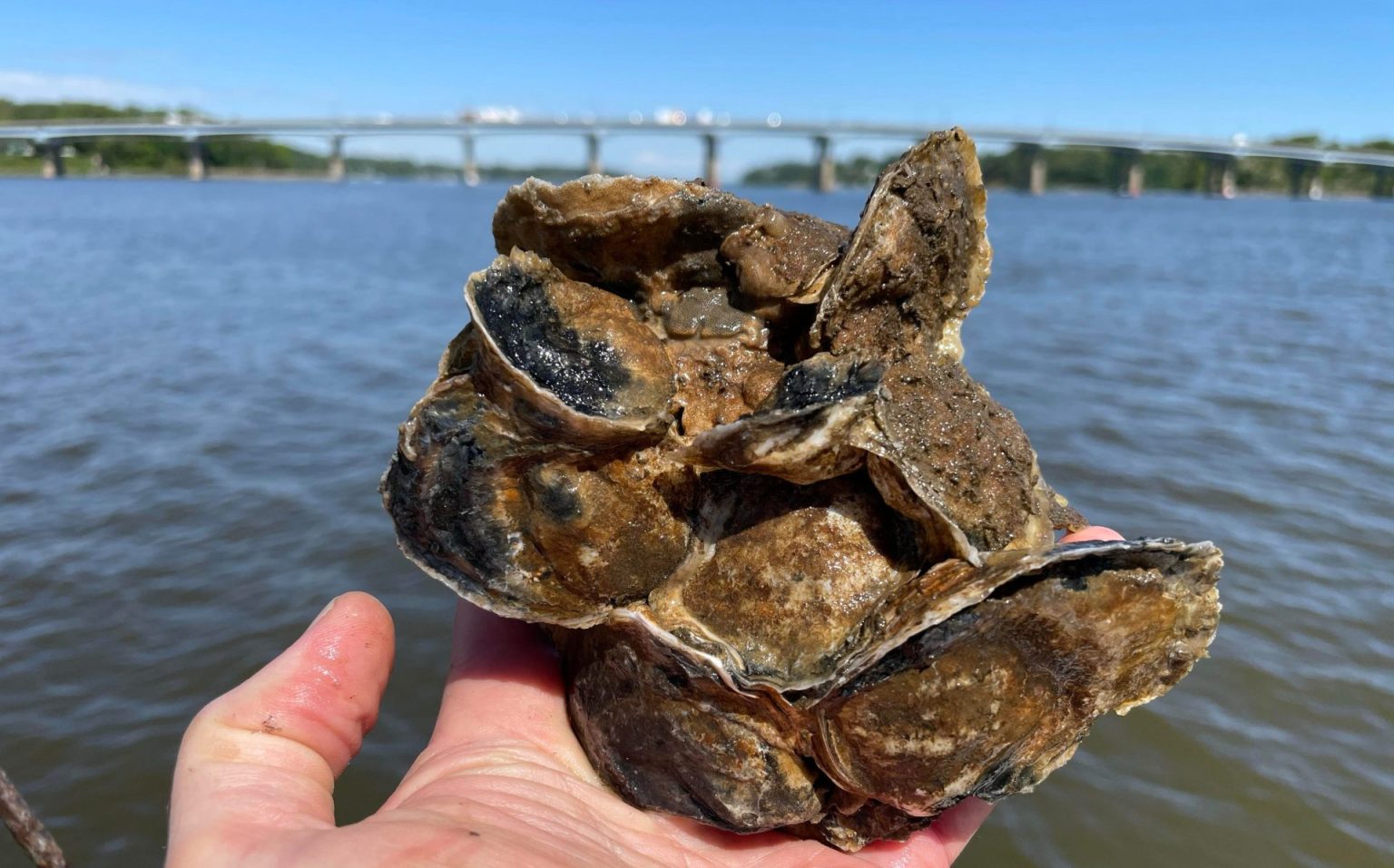 Oyster Recovery Partnership | Chesapeake Bay Restoration | MD