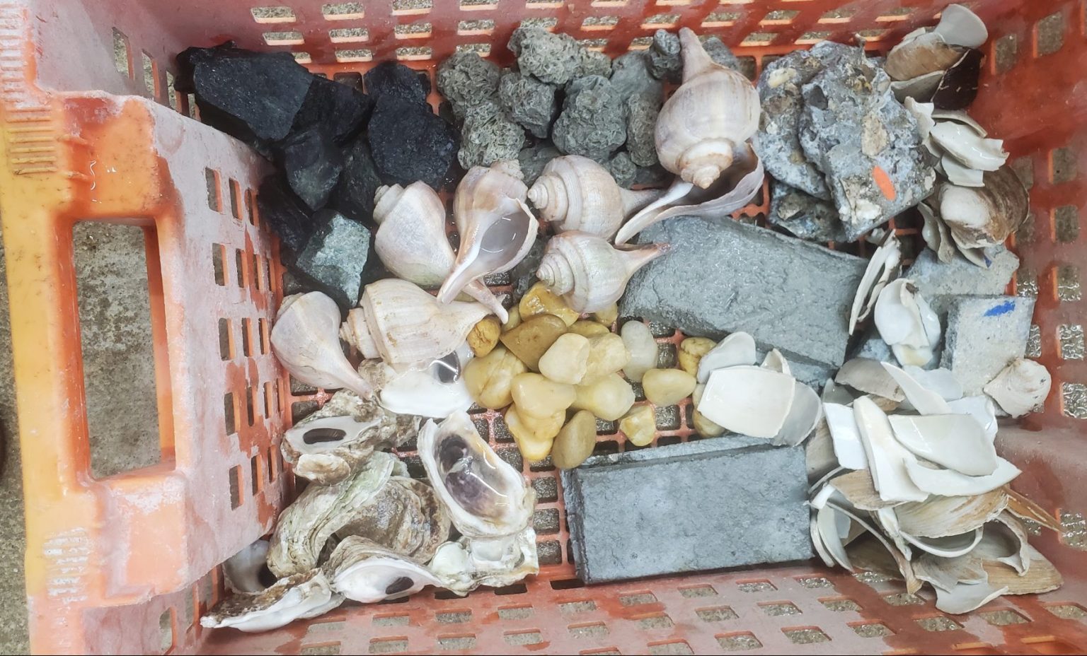 Oyster Recovery Partnership | Chesapeake Bay Restoration | MD