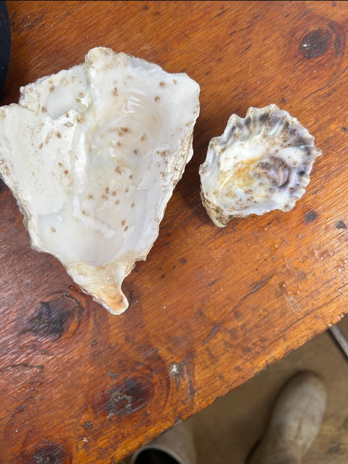 Alternate Materials for Sustainable Oyster Restoration & Aquaculture ...