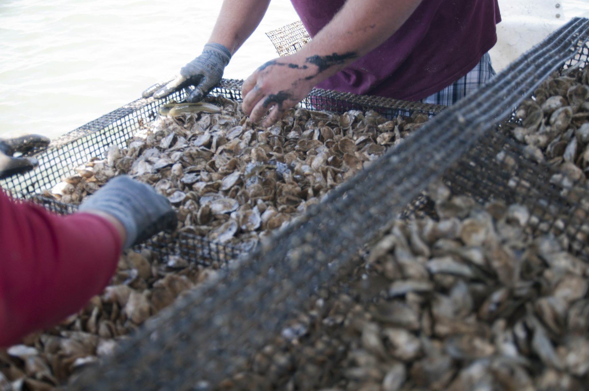 Oyster Best Management Practices - Oyster Recovery Partnership