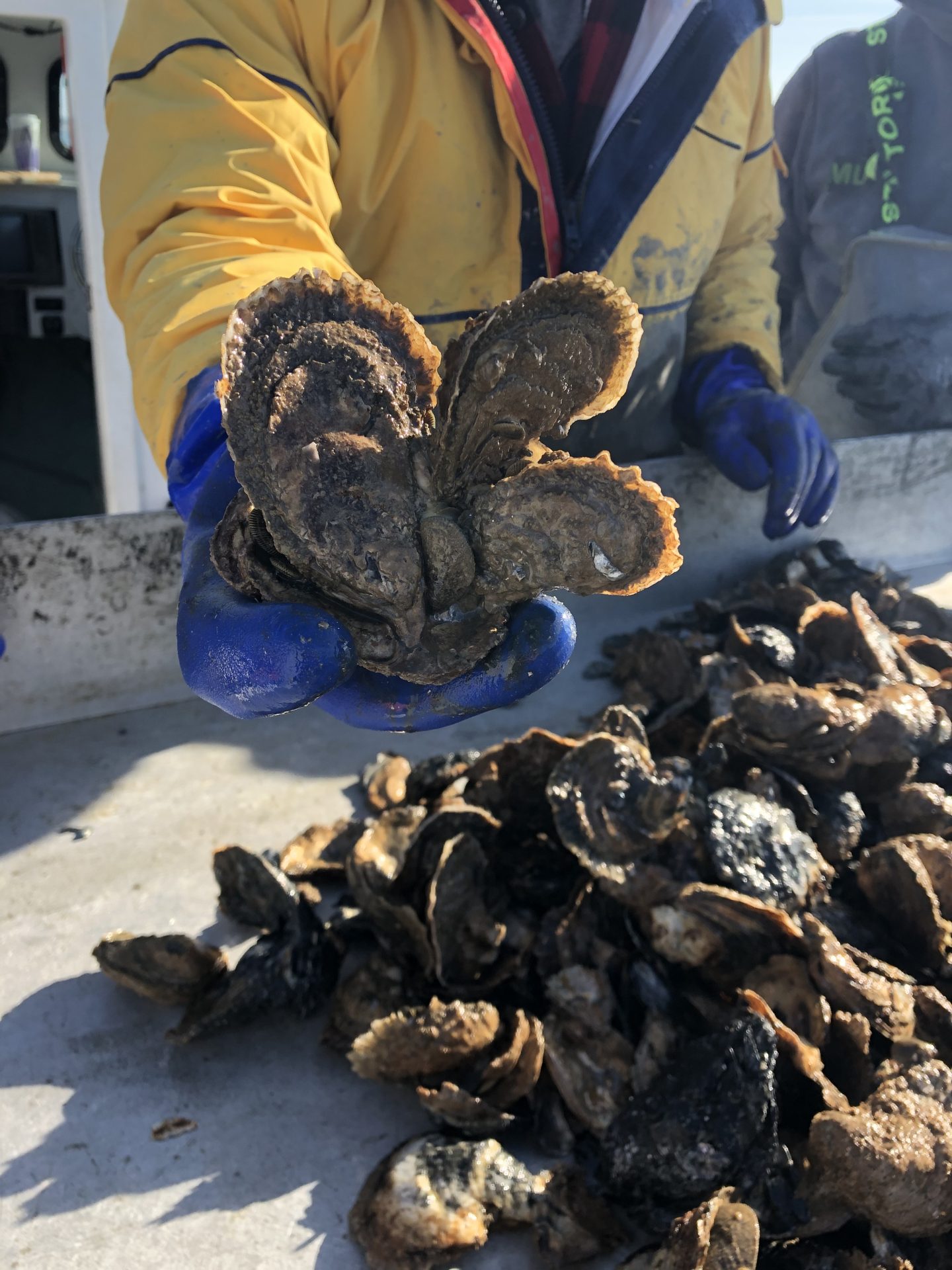 Oyster Recovery Partnership | Chesapeake Bay Restoration | MD