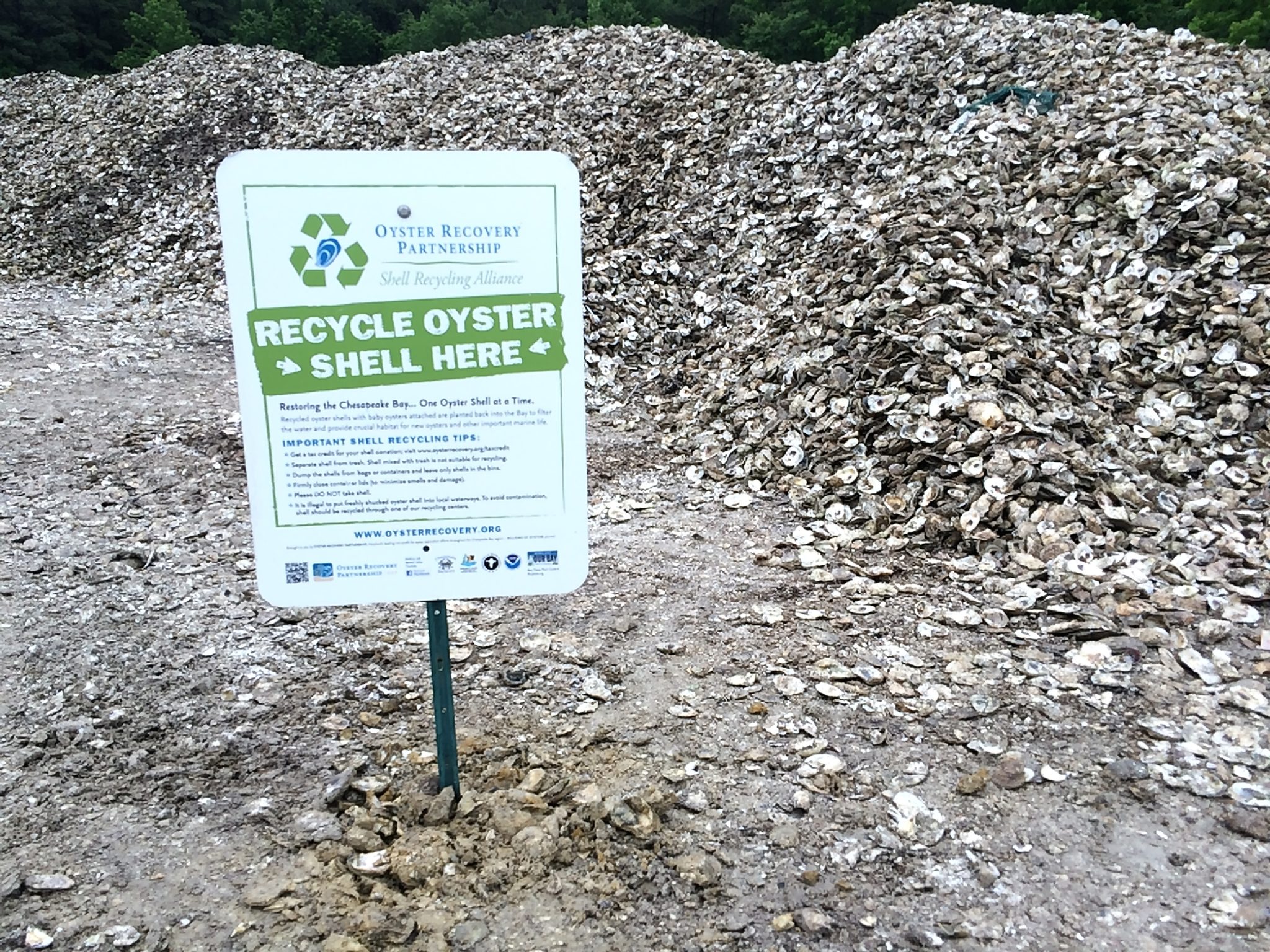 Oyster Restoration Process - Oyster Recovery Partnership