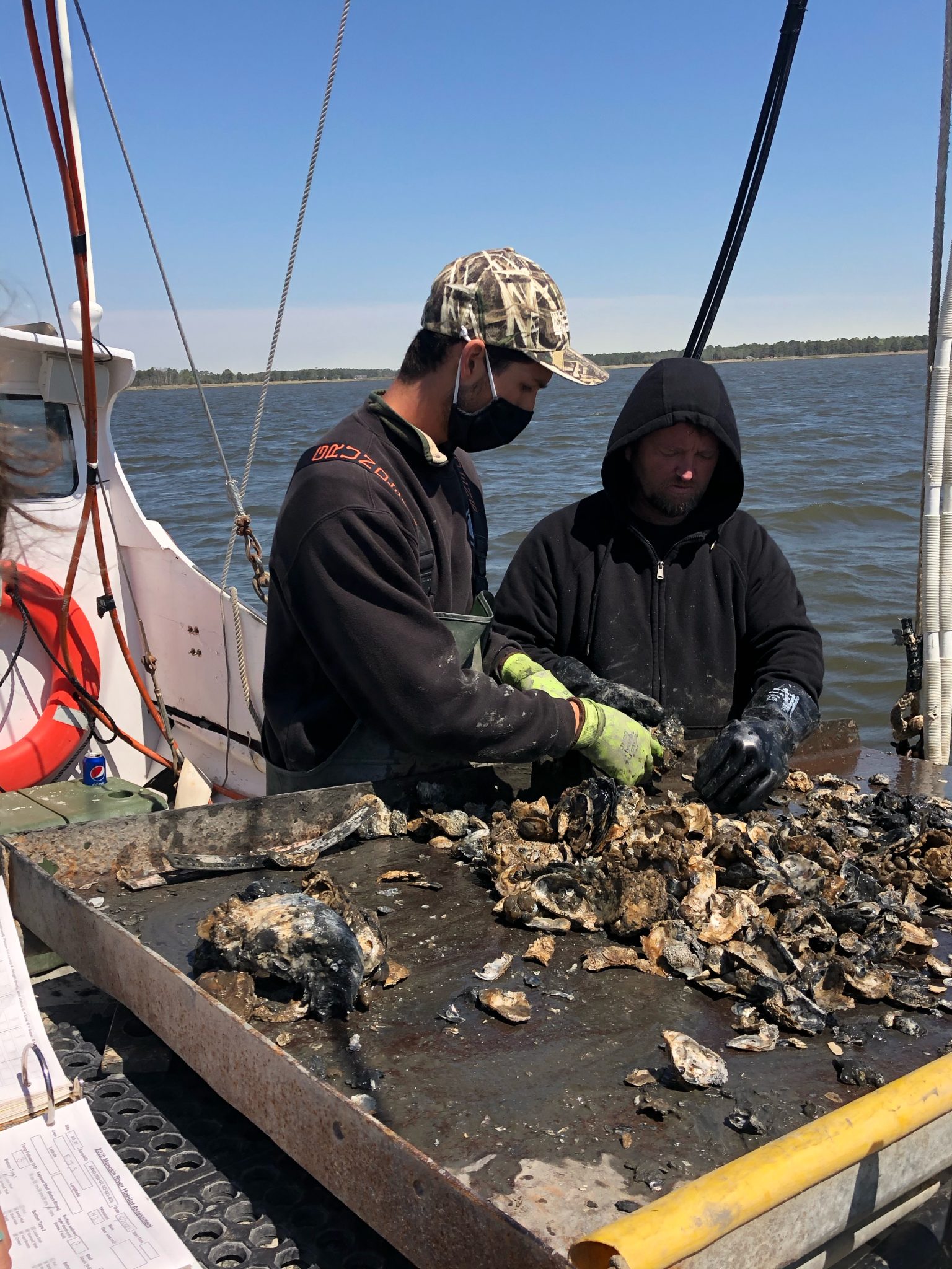Oyster Restoration Process - Oyster Recovery Partnership