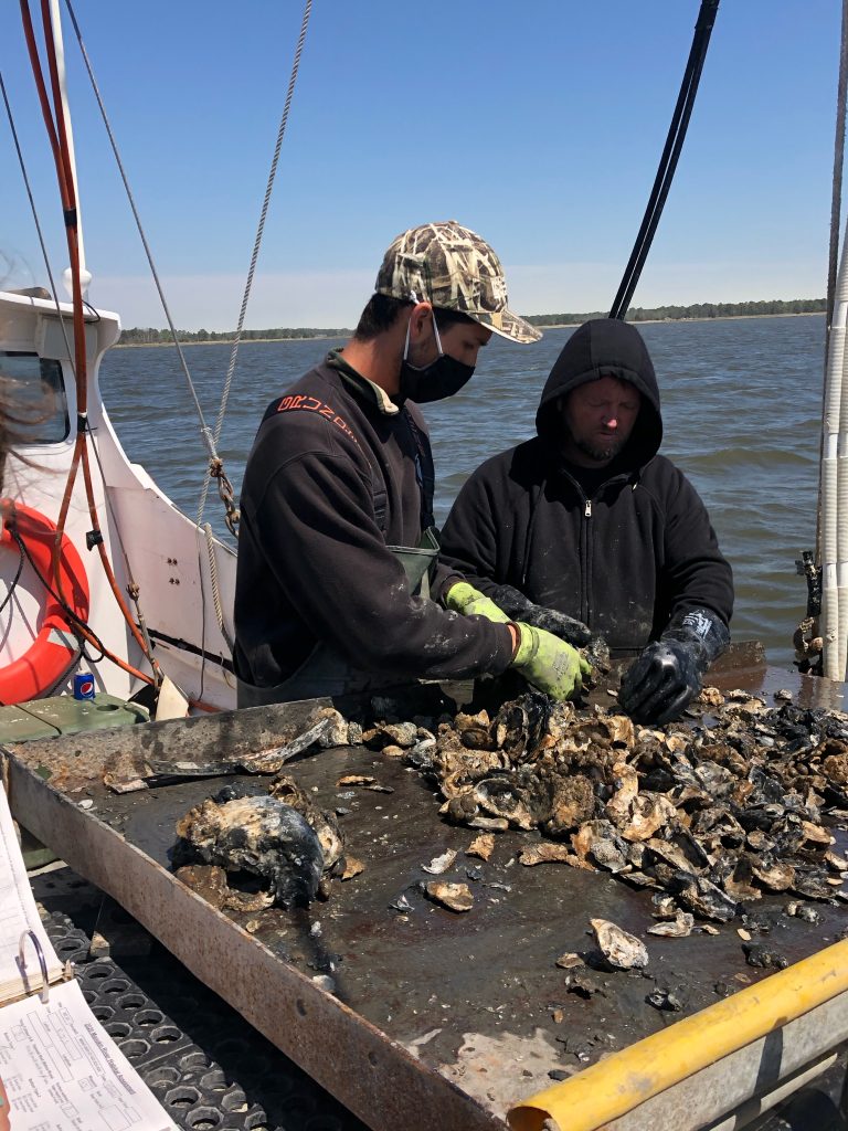 Oyster Restoration Process - Oyster Recovery Partnership