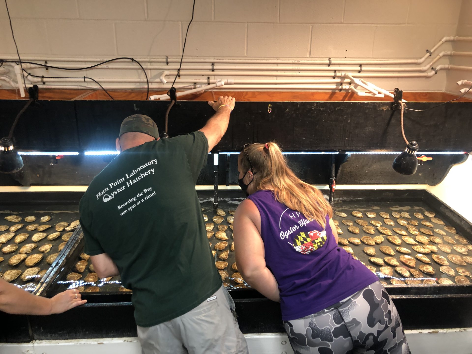 Oyster Restoration Process - Oyster Recovery Partnership