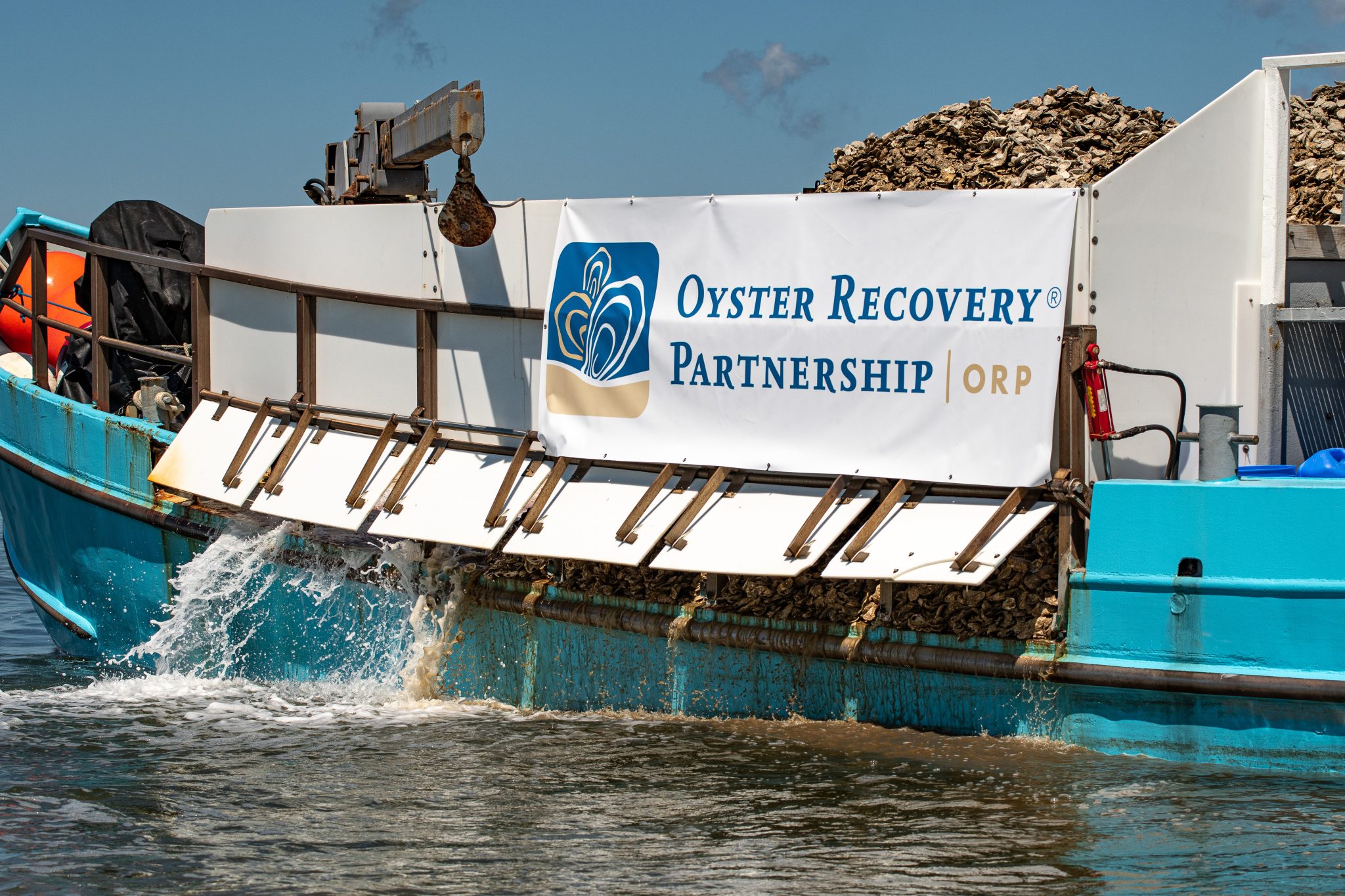 Oyster Restoration - Oyster Recovery Partnership