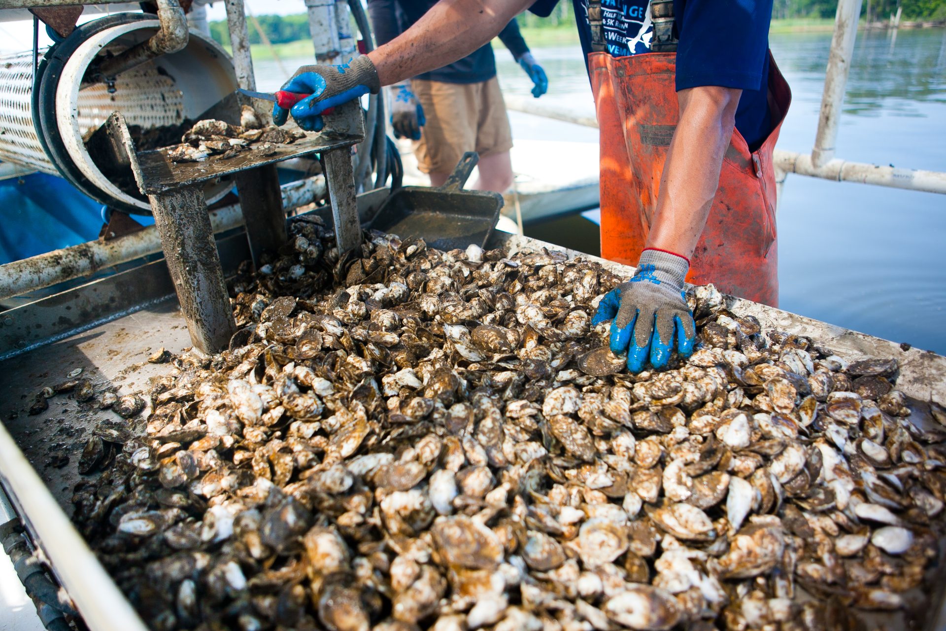 Oyster Aquaculture - Oyster Recovery Partnership