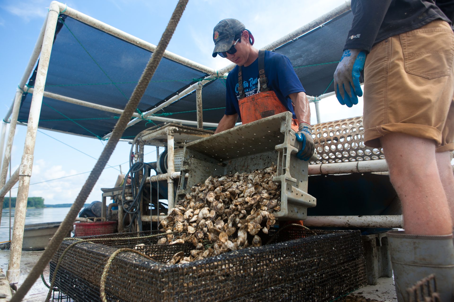 Oyster Aquaculture - Oyster Recovery Partnership