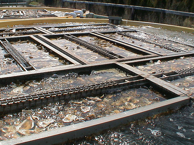 Oyster Restoration Process - Oyster Recovery Partnership