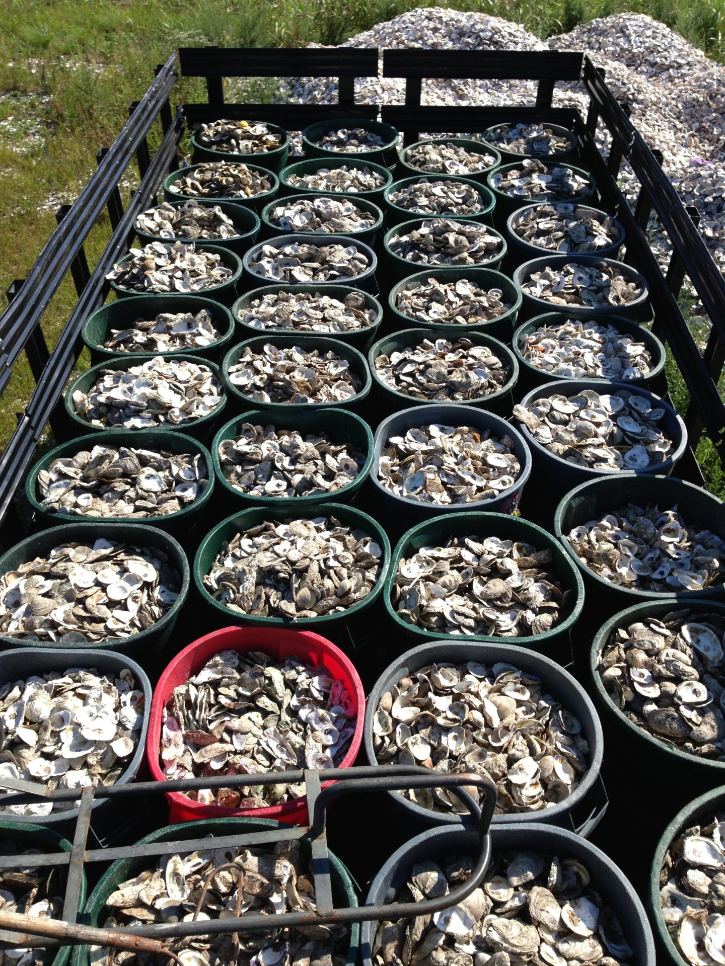 Oyster Restoration Process - Oyster Recovery Partnership