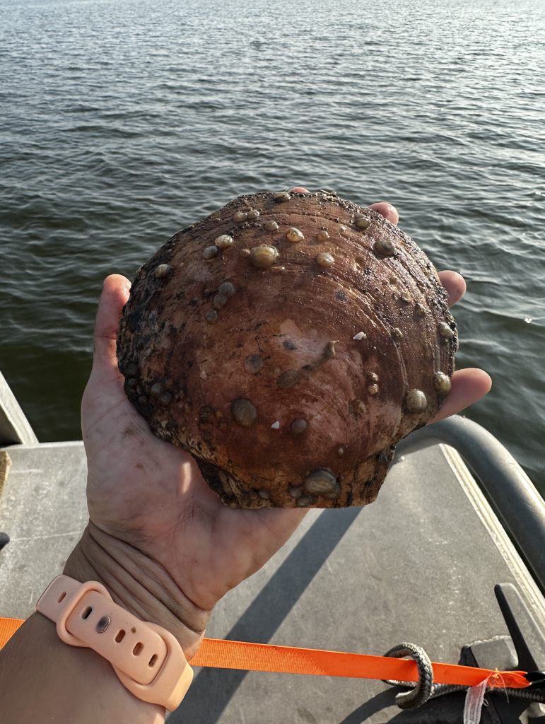 Oyster Restoration Process - Oyster Recovery Partnership