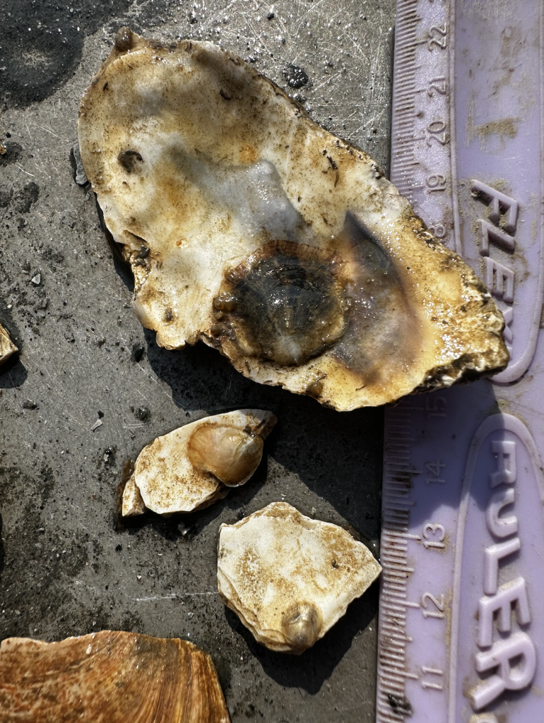 Oyster Restoration Process - Oyster Recovery Partnership