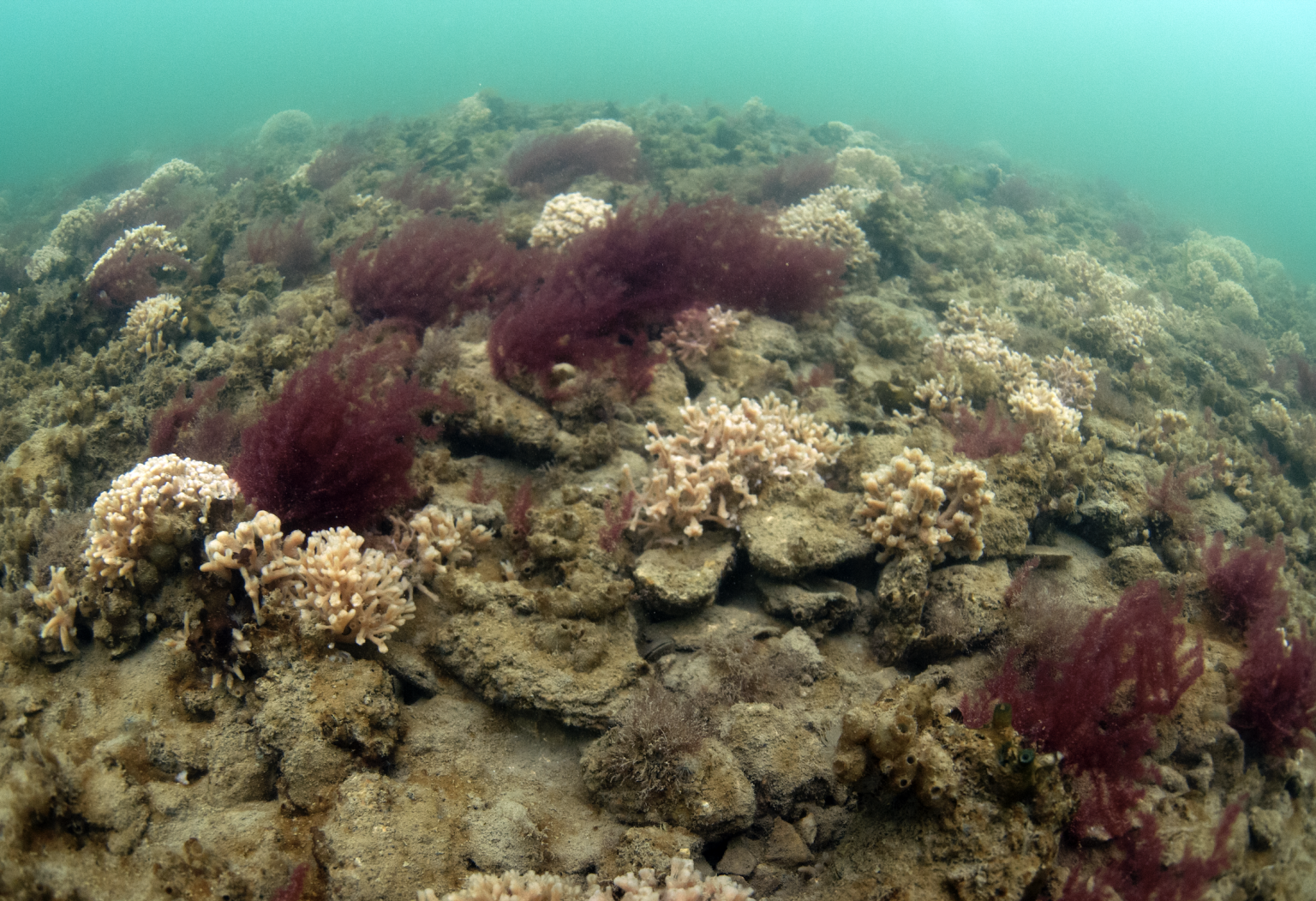 Oyster Restoration Update - June 2026 - Oyster Recovery Partnership