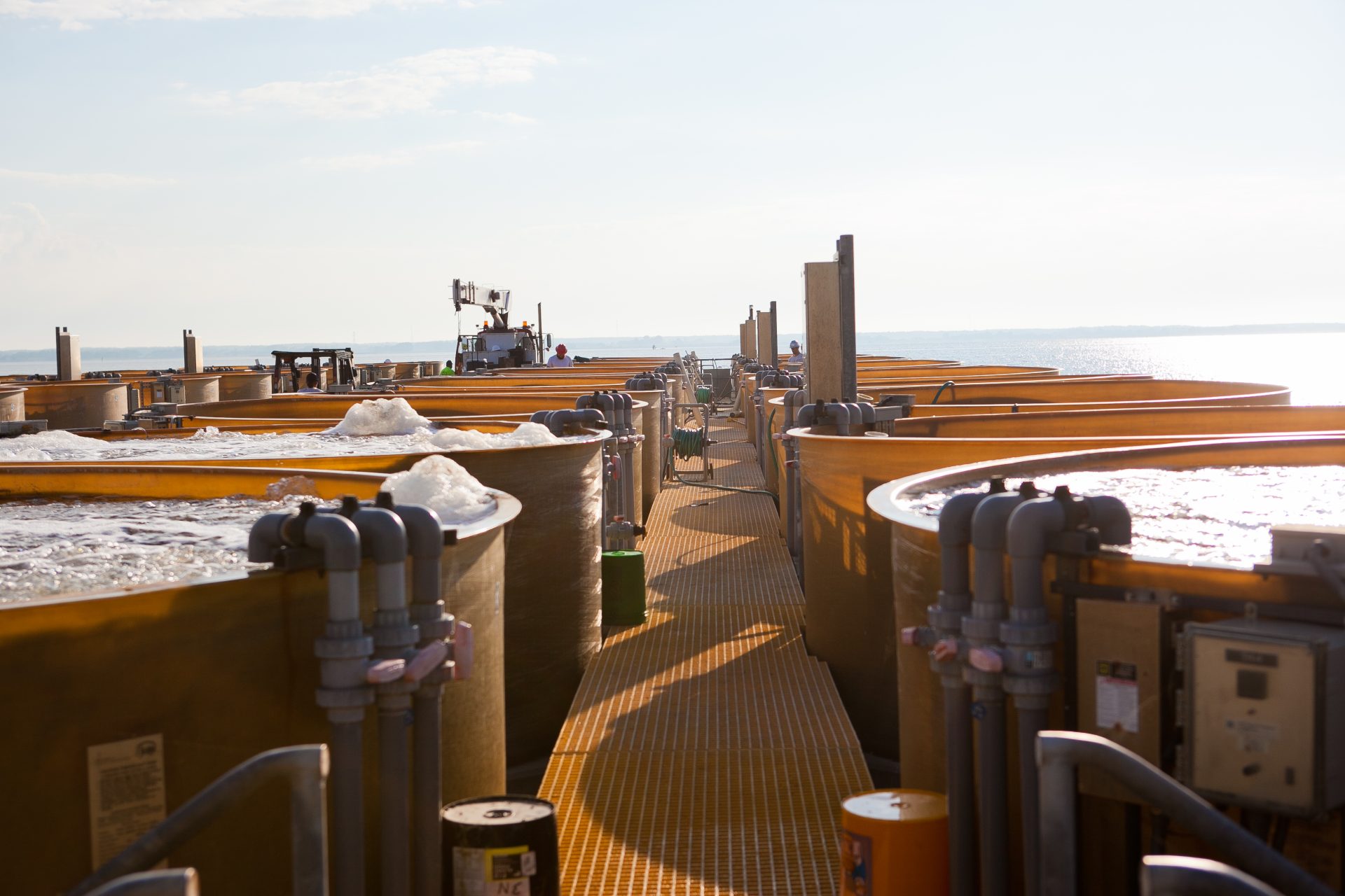 Oyster Restoration Process - Oyster Recovery Partnership