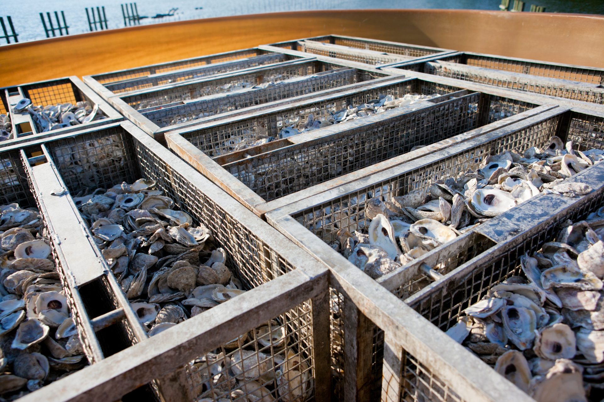 Oyster Restoration Process - Oyster Recovery Partnership