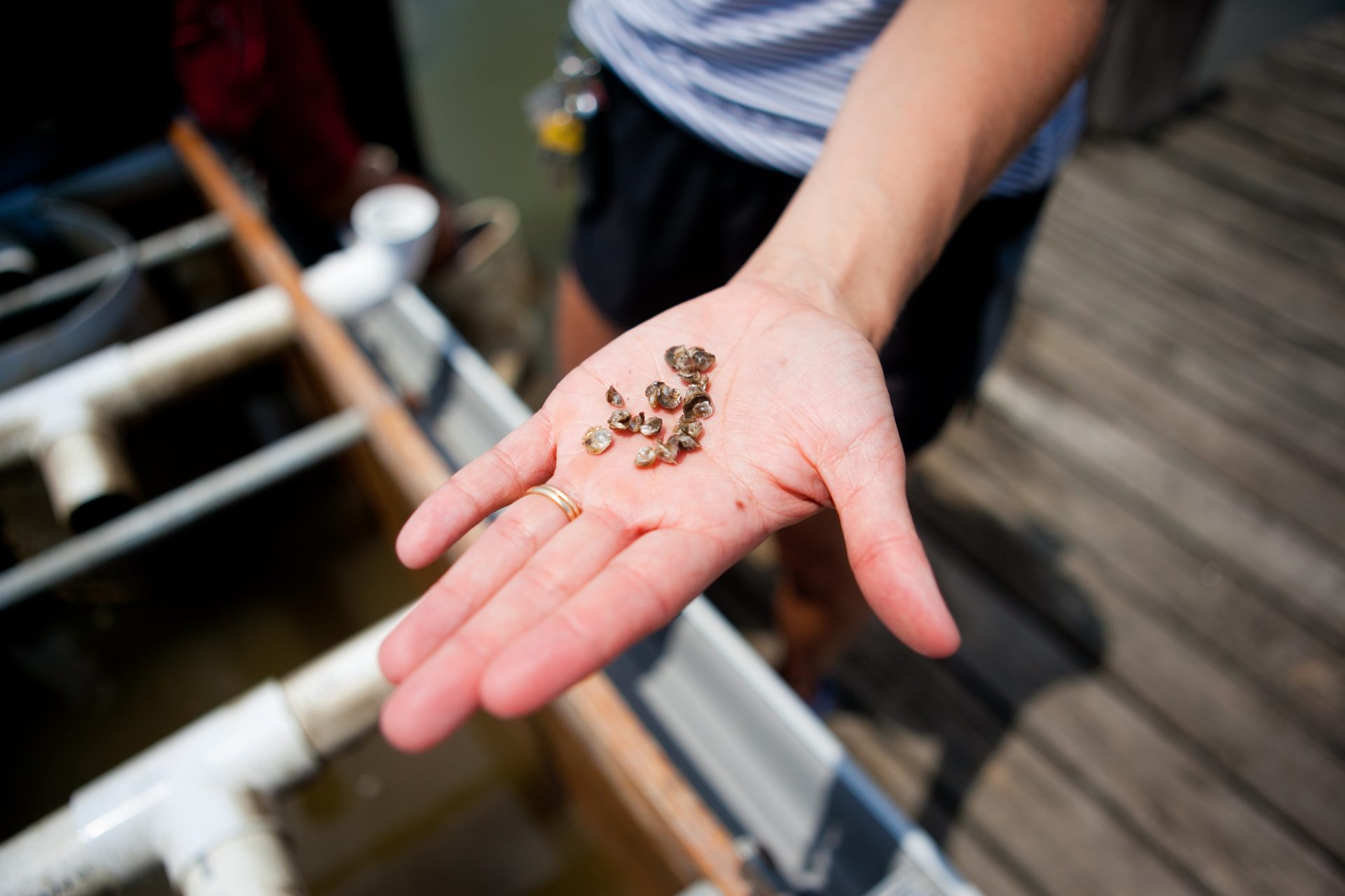 Oyster Aquaculture - Oyster Recovery Partnership