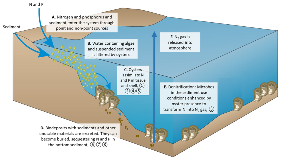 Oyster Best Management Practices - Oyster Recovery Partnership